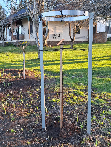 Weeper Stand – Plants Direct Tas