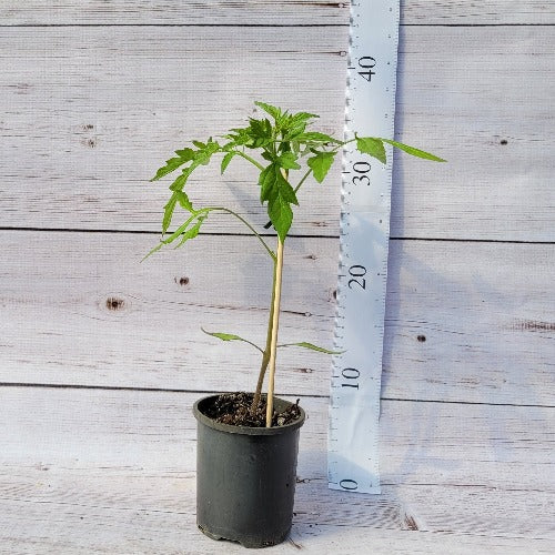 Tomato Sugar Snack – Plants Direct Tas