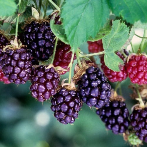 Boysenberry – Plants Direct Tas