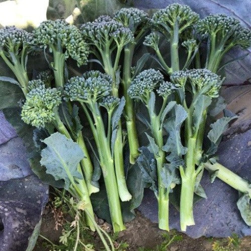 Broccoli Baby Bunching Tube – Plants Direct Tas