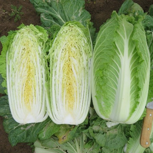 Cabbage Yuki Chinese Green Tube – Plants Direct Tas