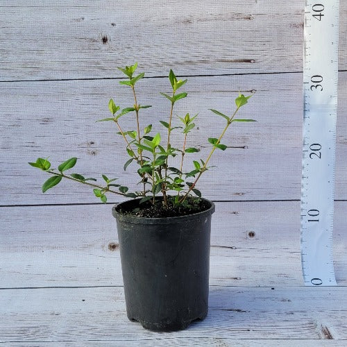 Chilean Guava – Plants Direct Tas