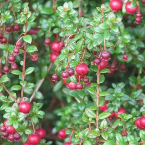 Chilean Guava – Plants Direct Tas