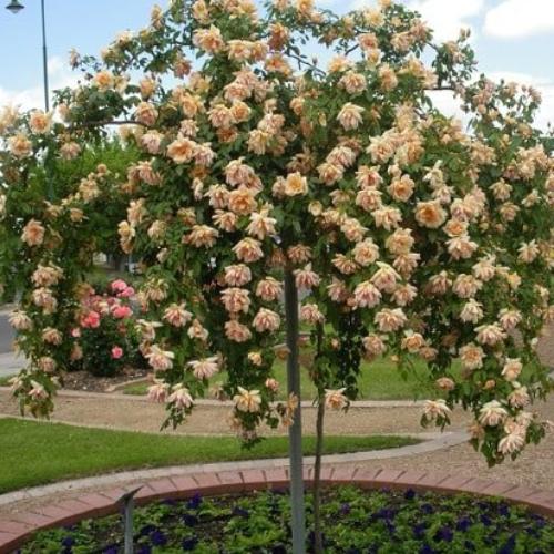 Crepuscule Rose 1.8m Weeper – Plants Direct Tas