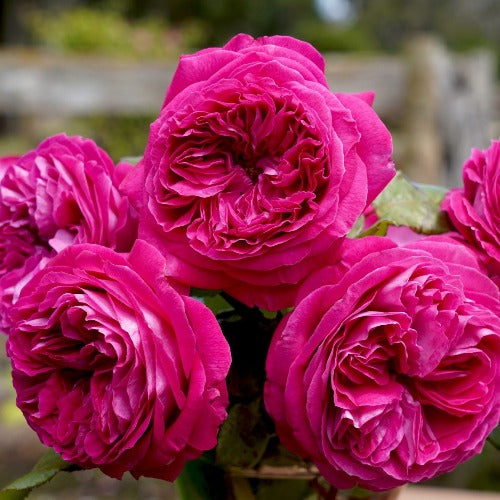 Delightful Perfuma – Plants Direct Tas
