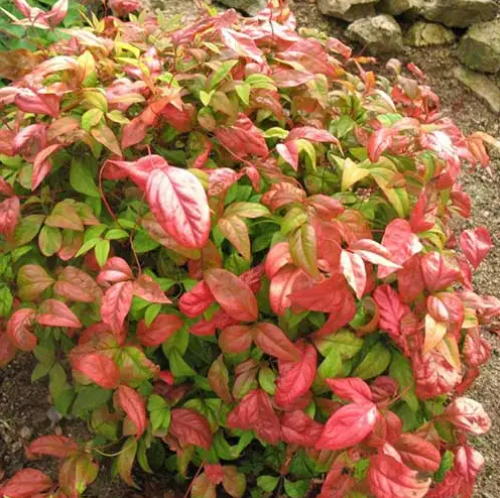 Dwarf Sacred Bamboo – Plants Direct Tas