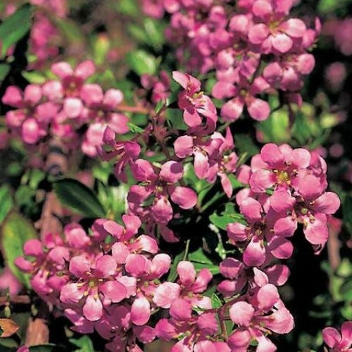Escallonia Pink Pixie – Plants Direct Tas