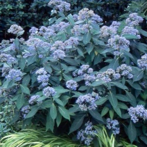 Blue Evergreen Hydrangea – Plants Direct Tas