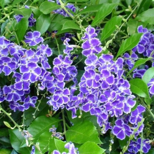 Geisha Girl – Plants Direct Tas