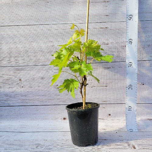 Grape Centennial – Plants Direct Tas