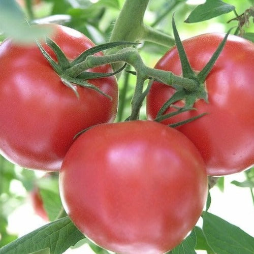 Tomato Grosse Lisse – Plants Direct Tas