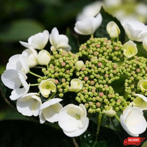 Hydrangea White Lacecap – Plants Direct Tas
