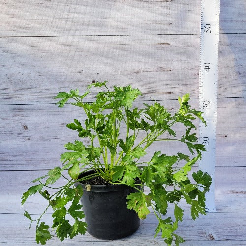Italian Parsley – Plants Direct Tas