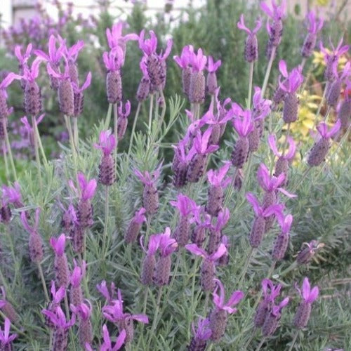 Lavender Avonview – Plants Direct Tas