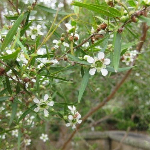 Lemon Scented Tea Tree Tray of 6 – Plants Direct Tas
