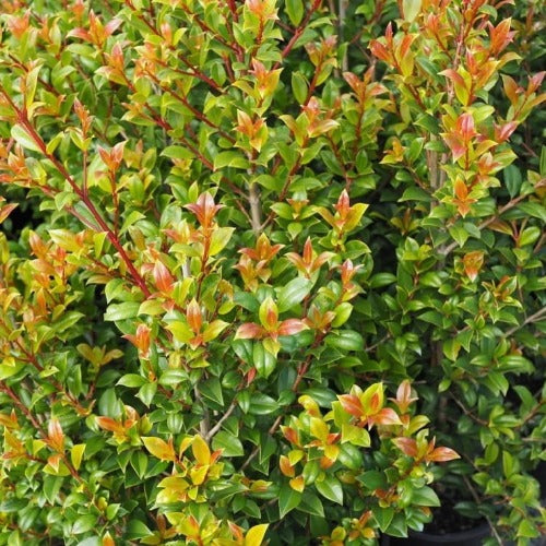 Lilly Pilly Privacy Act – Plants Direct Tas