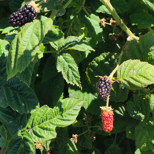 Loganberry – Plants Direct Tas