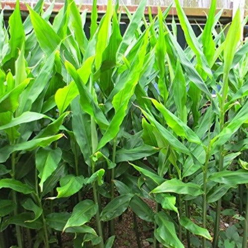 Myoga Japanese Ginger – Plants Direct Tas