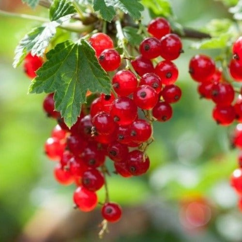 Red Currant – Plants Direct Tas