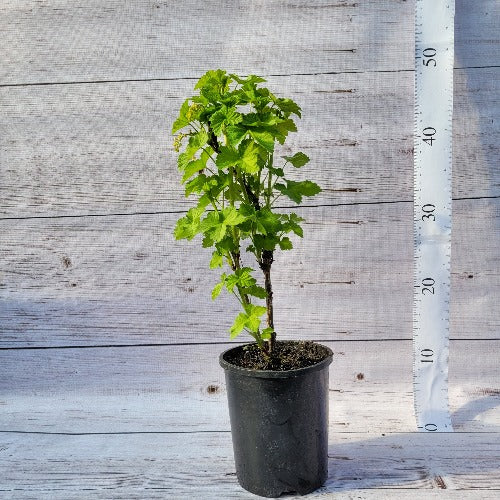 Black Currant – Plants Direct Tas