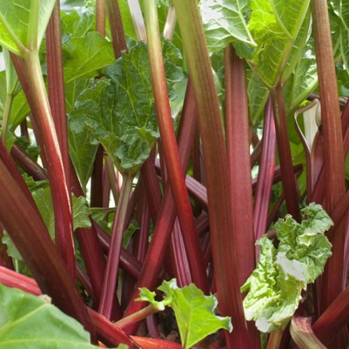 Rhubarb Crimson – Plants Direct Tas