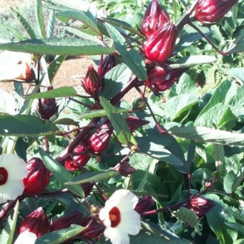 Rosella – Plants Direct Tas