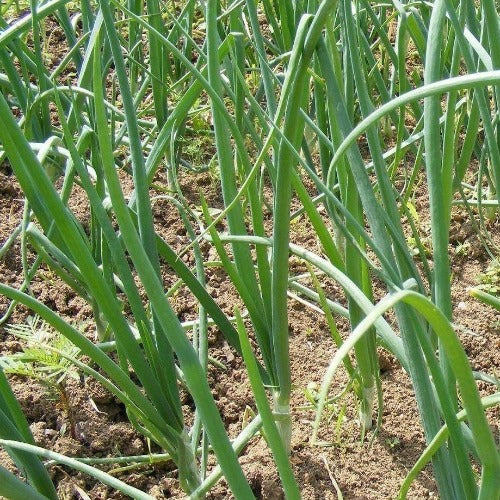 Shallot Onion Straight Leaf – Plants Direct Tas