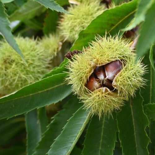 Sweet Chestnut – Plants Direct Tas