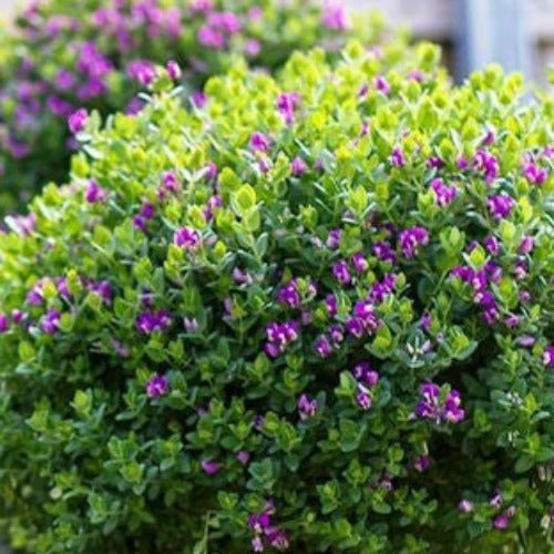 Sweet Pea Shrub – Plants Direct Tas