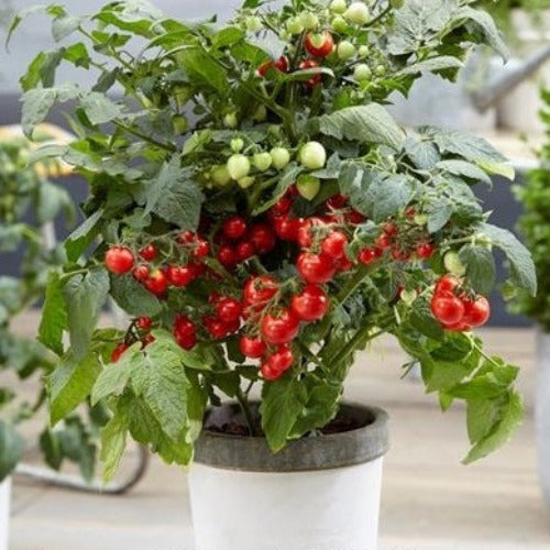 Tomato Table Top – Plants Direct Tas