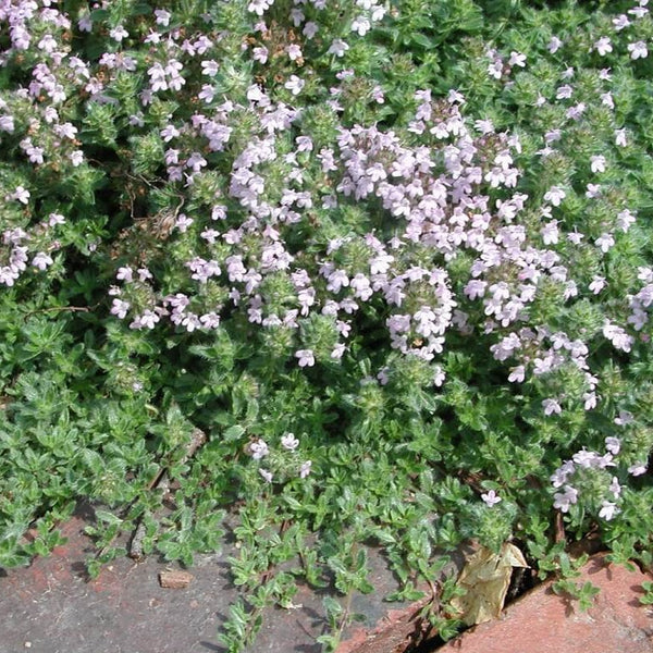Creeping Thyme – Plants Direct Tas