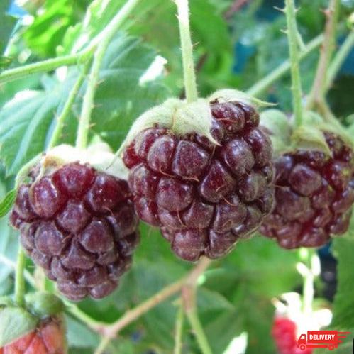 Youngberry – Plants Direct Tas