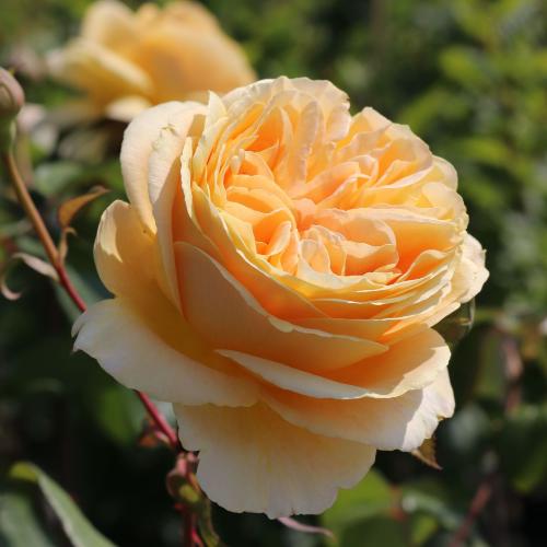 Candlelight – Plants Direct Tas