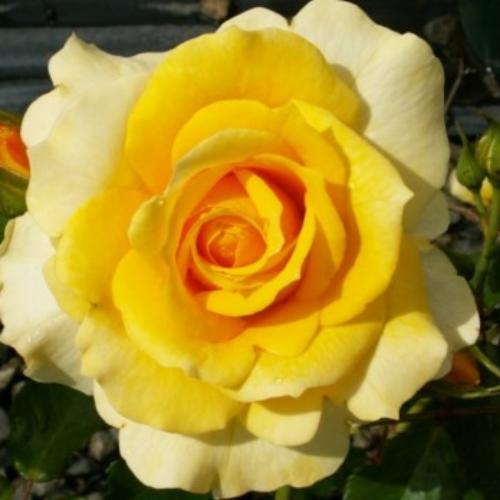 Gold Bunny Standard – Plants Direct Tas