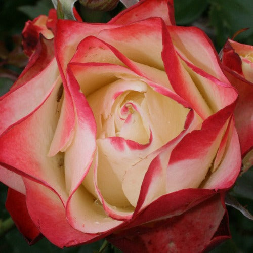 Origami – Plants Direct Tas
