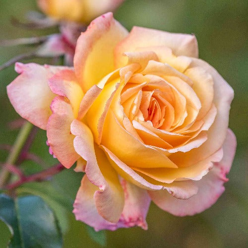 Peace Standard – Plants Direct Tas