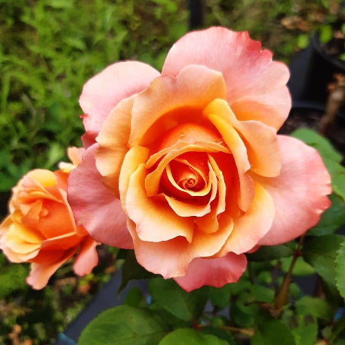 Tuscan Sun – Plants Direct Tas